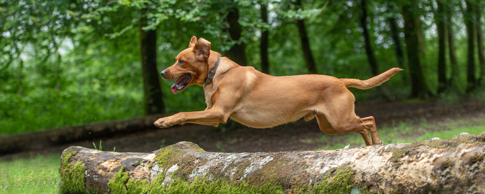 Magnetic Therapy Dog Collars | Bioflow – Bioflow UK