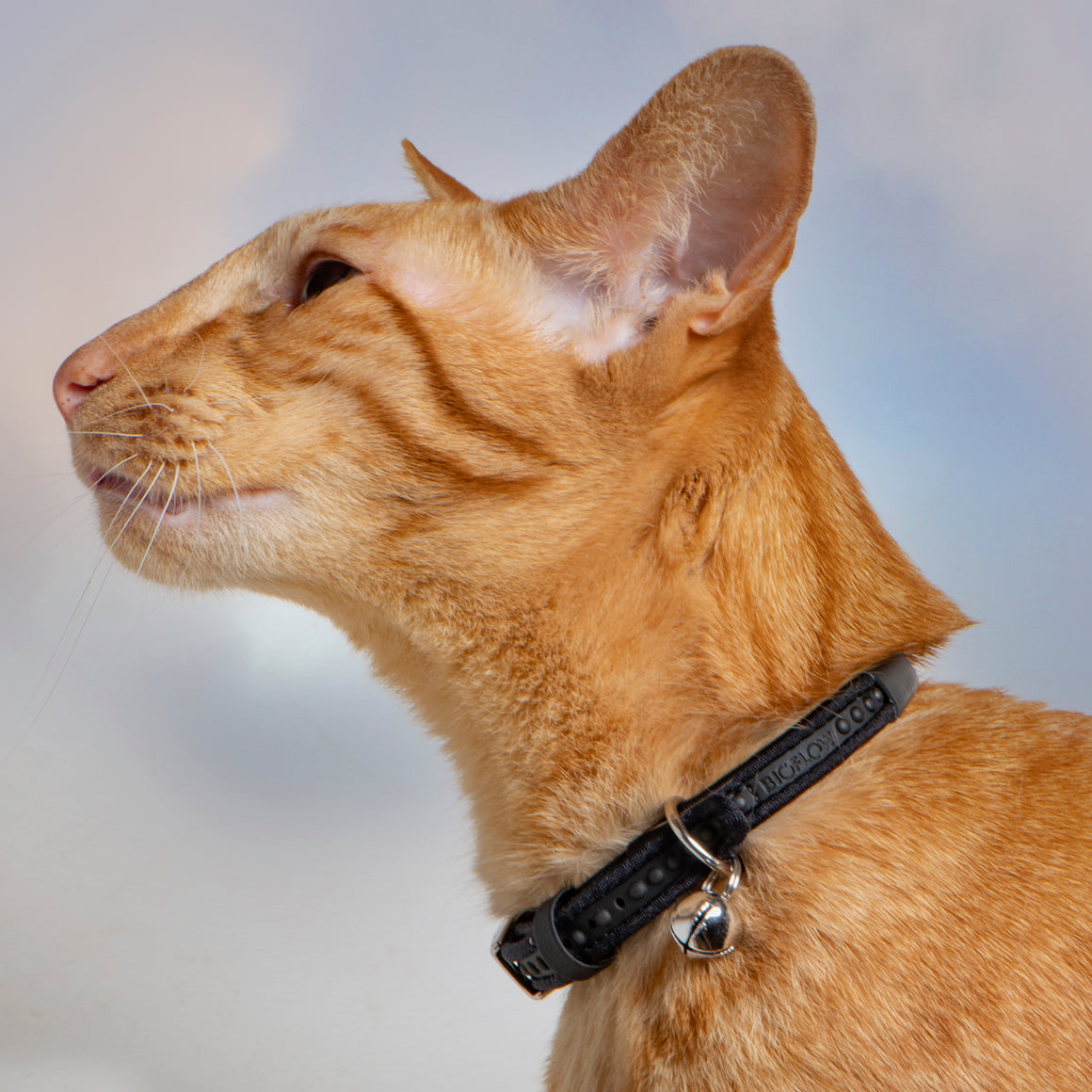 Magnetic Therapy Cat Collar | Bioflow – Bioflow UK